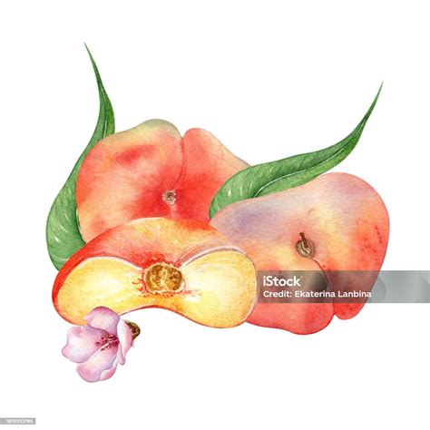 Chines 무화과 복숭아와 절반 나뭇잎 수채화 그림 흰색 절연 잘 익은 과일 그림입니다 납작한 복숭아 손으로 그렸습니다 패키지 라벨 키친 스킨케어 화장품 주스 디자인 요소