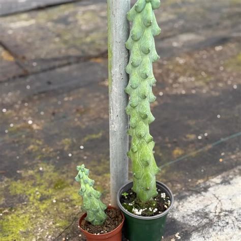 Boobie Cactus Live Plant Rare Houseplants Cacti Cuttings