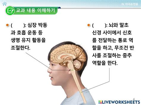 4 6뇌의 구조와 기능 Online Exercise For Live Worksheets