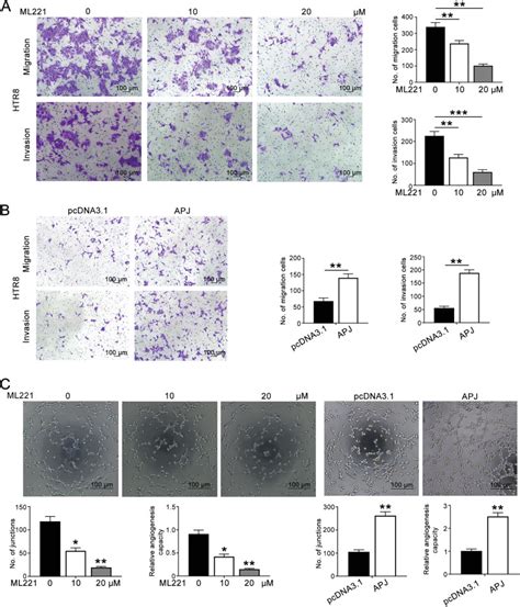 Insufficient Expression Of Col6a1 Promotes The Development Of Early