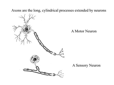 Ppt Action Potential Generation And Conduction In The Frog Sciatic Nerve Powerpoint