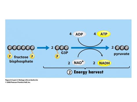 Glycolysis Overview Occurs In The Cytoplasm Not Oxygen Dependant Ppt Download
