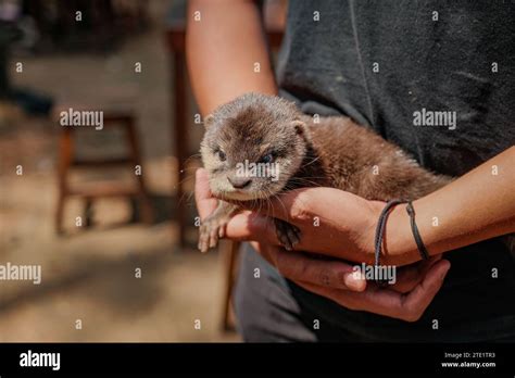 A Heartwarming Moment Unfolds As Someone Cradles An Irresistibly Cute