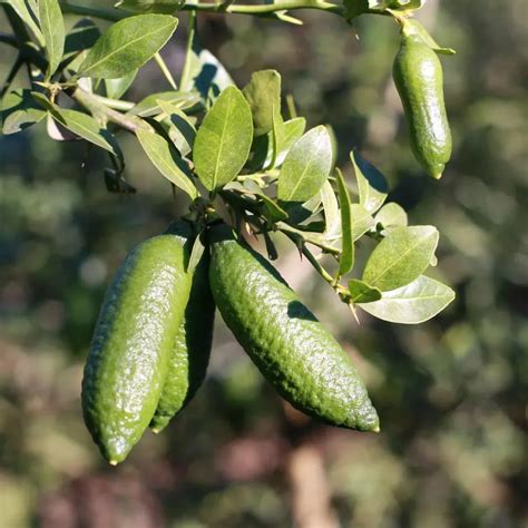 Plant Faqs Citrus Australasica Finger Lime