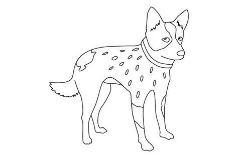 Blue Heeler Coloring Pages 2025