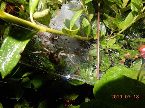 Agelena Silvatica From Shonaicho Shonaibaru Yufu Oita 日本 On July 18 2019 At 0901 Pm By 金翼白眉