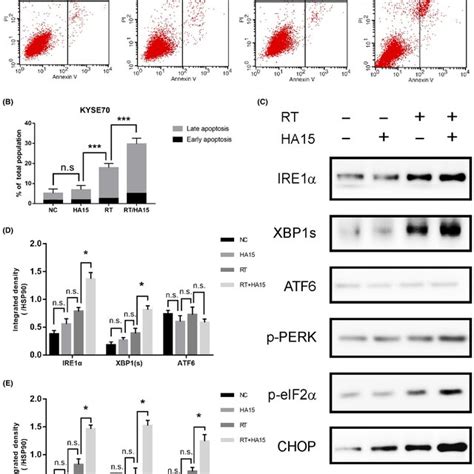 Targeting Binding Immunoglobulin Protein Bip Enhances The Sensitivity Download Scientific