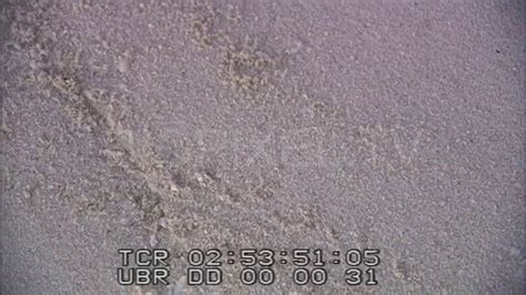 Green Sea Turtle Hatchlings Loggerhead Hatchling Crawling To Water On