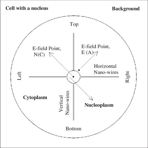 Schematic Of The Simulation Model Simulation Domain Of 40 Â 40 Mm 2 In Download Scientific