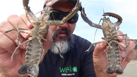 Freshwater Crayfish Catch And Cook Youtube