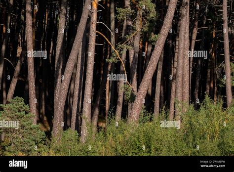 Pine Forest Pinus Sylvestris Navaleno Soria Autonomous Community Of