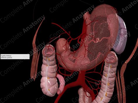 Cystic Artery Complete Anatomy