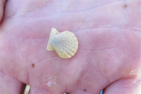 Bivalve