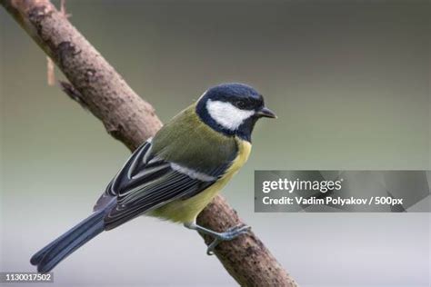 Big Tit Images Photos And Premium High Res Pictures Getty Images