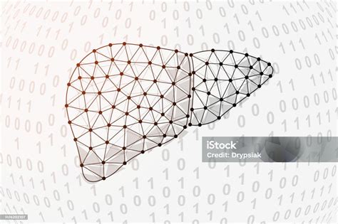 간 3d 바이너리 코드 배경과 낮은 폴리 기호 간염 디자인 벡터 일러스트 레이 션 연결된 점이 있는 장기 해부학 다각형 기호 간 내부 기관에 대한 스톡 벡터 아트 및 기타