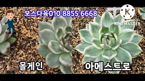 9월3일 몰게인과 아메스트로 알아봅시다헷갈려서 봐도 또봐요 Youtube