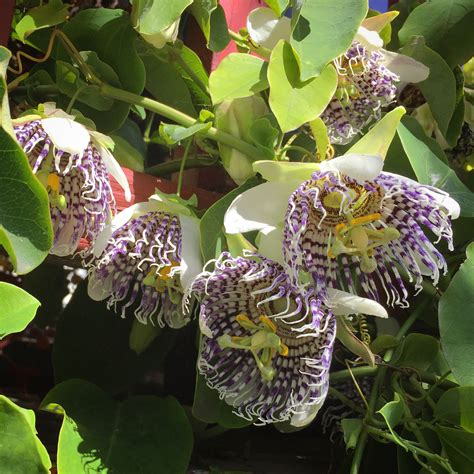 Photo 55197 Passiflora Actinia Plant Lust