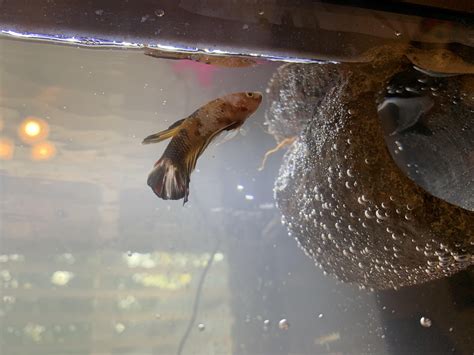 Any Idea On The Sex Of This Betta Rbettafish