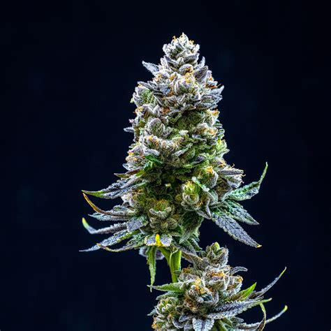 Buy Thin Mint Feminized Seeds By Premium Cultivars In America Stellar