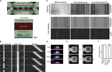 Examples Of Single Cell Compression In Microfluidic Devices A Axon Download Scientific