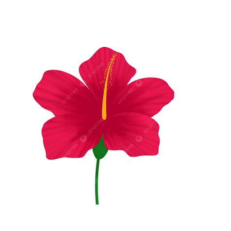 히비스커스 빨간색 암술 꽃 Png 일러스트 및 Psd 이미지 무료 다운로드 Pngtree