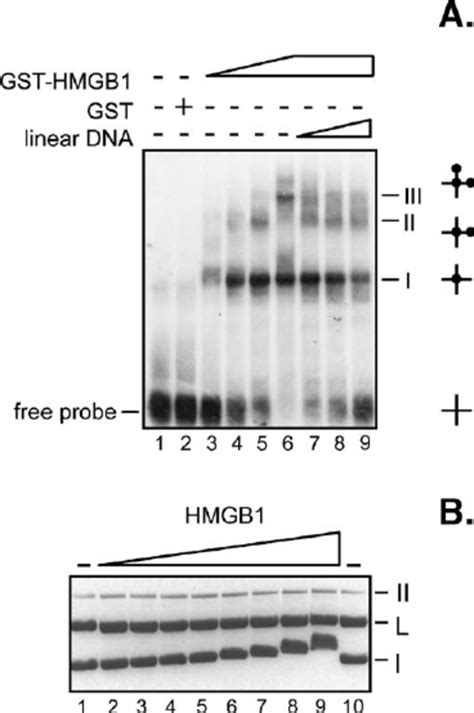 Preferential Binding Of Schistosome Hmgb1 Protein To Dna Four Way Download Scientific Diagram