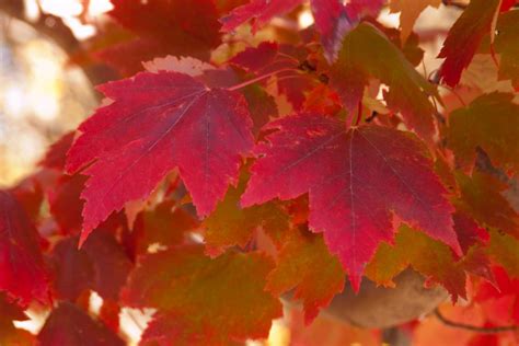 Sugar Maple Leaf Vs Red Maple Leaf