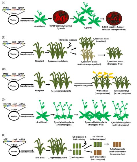 Detection Methods For Transgene Free Edited Plants A Fluorescence