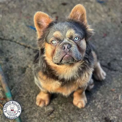 Fluffy Frenchie Meet The Famous Long Haired French Bulldog French