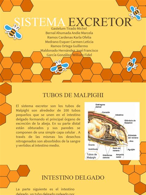 Sistema Excretor De Las Abejas Pdf Salud Y Bienestar