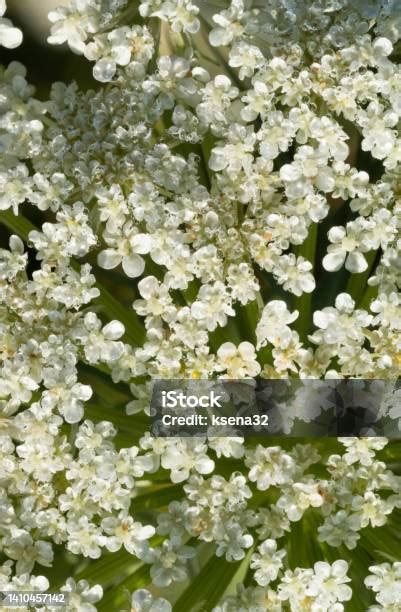 Latar Belakang Bunga Kecil Putih Makro Foto Stok Unduh Gambar