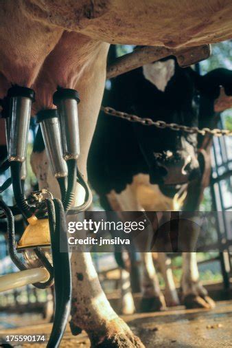 Milking High-Res Stock Photo - Getty Images