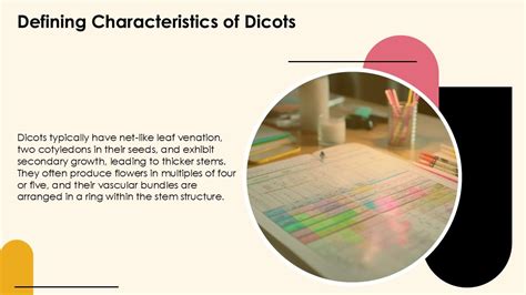 Exploring Dicotyledonous Plants Characteristics And Types Ppt Sample St
