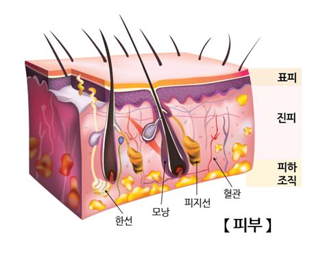화상 상처 보험에서 보상 받을수 있을까요 네이버 블로그
