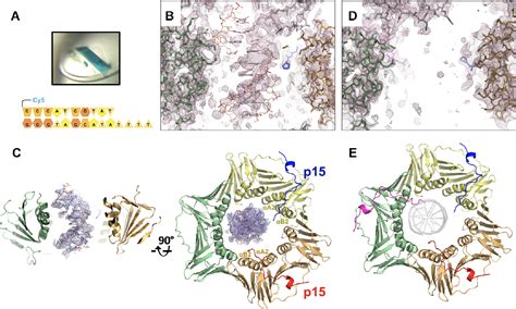 Figure 1 From P15paf Binding To Pcna Modulates The Dna Sliding Surface Semantic Scholar