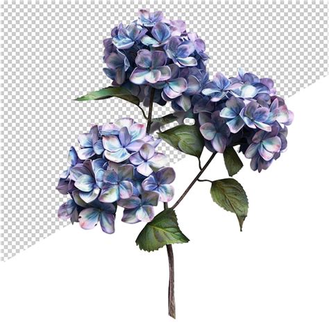 Premium Psd A Drawing Of A Blue Hydrangea With The Word Blue On It