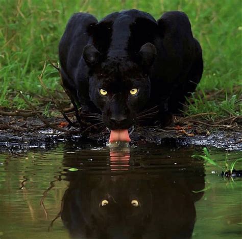 Black Jaguar Swimming