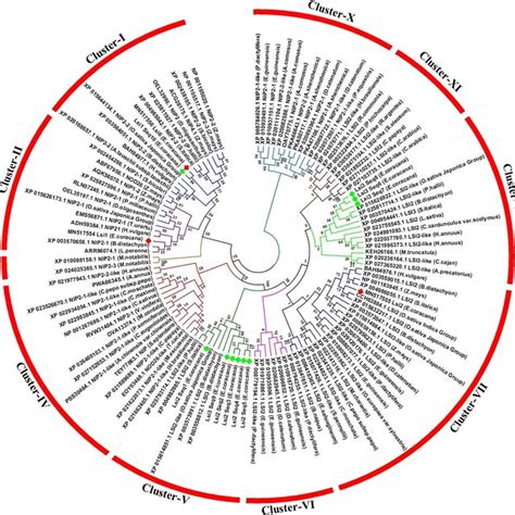 Phylogenetic Tree Of Silicon Transporter Proteins Identified From Download Scientific Diagram