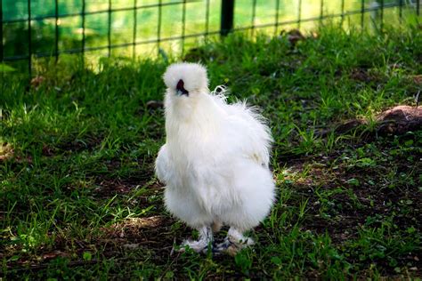 Kinds Of Fluffy Chickens