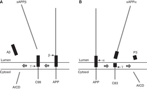 Processing Of B Amyloid Precursor Protein App By The Secretases A Download Scientific
