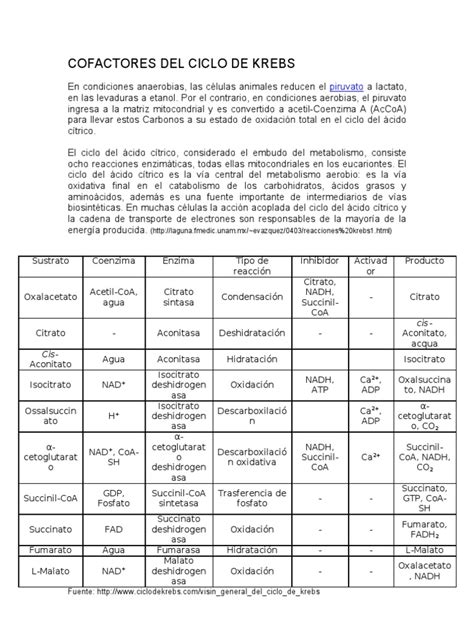 Enzimas Del Ciclo De Krebs Entrenamiento Fisico Y Personalizado