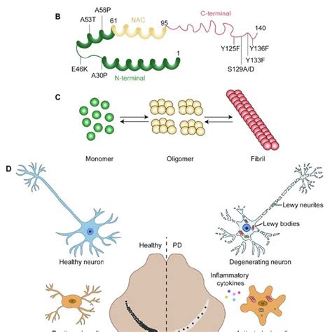 α syn structure and pathological hallmarks of PD A Schematic