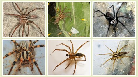 7 Types Of Huntsman Spiders Identification With Images