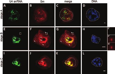 Double Labelling Of U4 Snrna And Sm Proteins During The Fifth Cycle Of