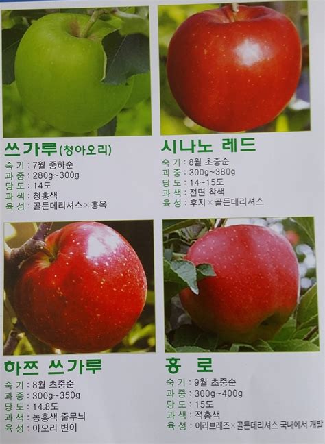 사과종류 사과품종 사과수확시기 알아보기 네이버 블로그