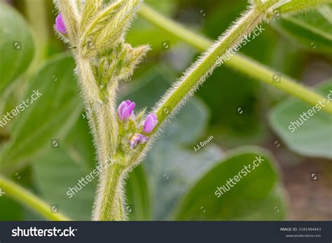 Soybean Plant Flower Pod Pollination Plant Foto Stock 2181494443 Shutterstock
