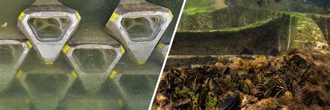 Bio Enhancing Concrete Technology For Marine Construction Solar