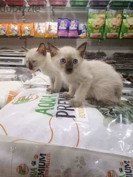 لعشاق السيامي الملوكي ولد وبنت سيامي بيور عيون زرقا السعر للواحد قطط