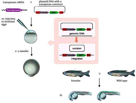 9 Schematic Of Transgenic Construction Transposase Mrna Is Coinjected Download Scientific