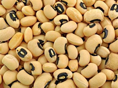 Cowpea Beans